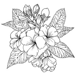 Primrose line drawing primula sketch clipa Vector Image