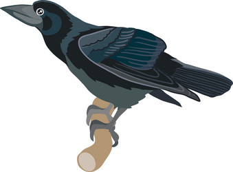 Rook Bird Vector Images (over 670)