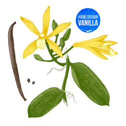 Vanilla plant hand drawn botanical Royalty Free Vector Image