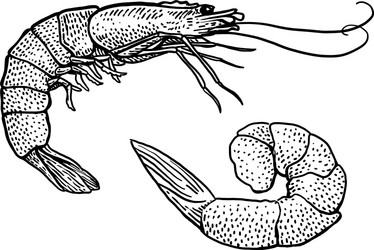 Sketched shrimp tails line drawing prawn hand Vector Image