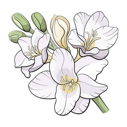 Freesia Vector Images (over 1,000)