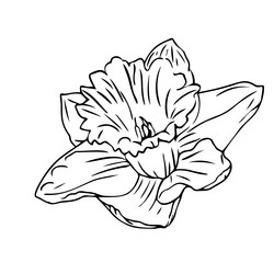 Narcissus flower silhouette hand drawn isolate Vector Image