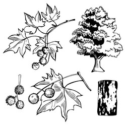 Sycamore Tree Vector Images (over 1,200)