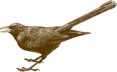 Thrush Vector Images (over 570)