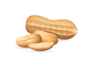 Realistic peanut in nutshell kernel shell Vector Image