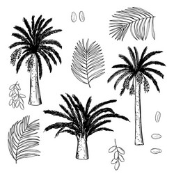 Date Palm Vector Images (over 5,900)