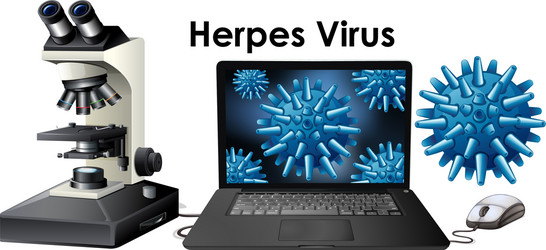 Herpes simplex virus with explanation Royalty Free Vector