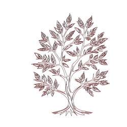 Maple tree nature outline sketch Royalty Free Vector Image