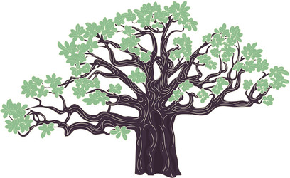 Baobab tree design Royalty Free Vector Image - VectorStock
