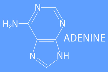 Xanthine purine base molecule skeletal formula Vector Image