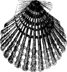 Pecten Shell Vector Images (over 300)