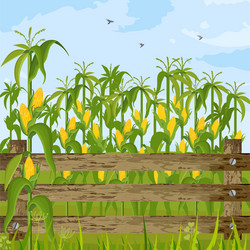 Cartoon Corn Field Vector Images (over 1,300)