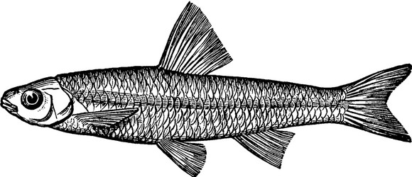 Minnow Vector Images (over 780)