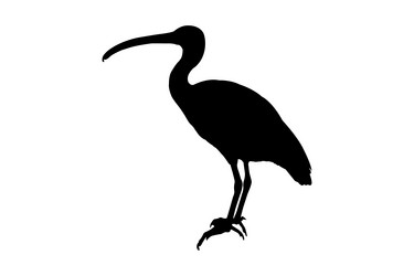 Scarlet ibis silhouette Royalty Free Vector Image