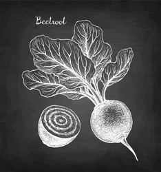 Beetroot ink sketch Royalty Free Vector Image - VectorStock