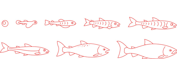 Life cycle atlantic salmon stages Royalty Free Vector Image