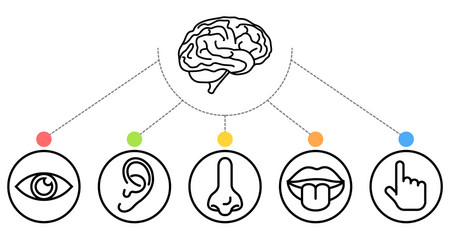 Cartoon Five Senses Vector Images (over 570)