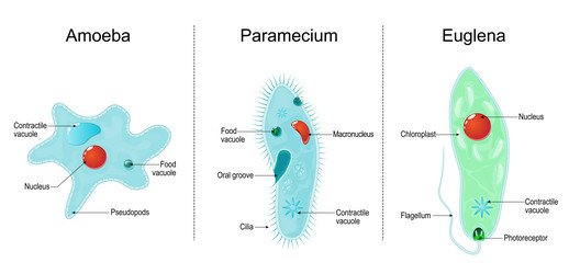 Protists Diagram