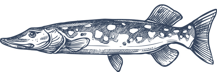 Minnow Coloring Page
