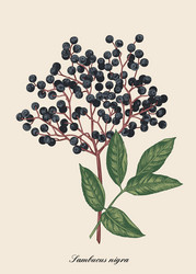 Drawing elderberry Royalty Free Vector Image - VectorStock