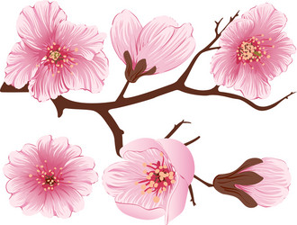 Isolated paper cut sakura flower Royalty Free Vector Image