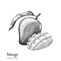 Mango Sketch
