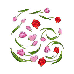 Hand drawn set of side view red pink tulip flower Vector Image