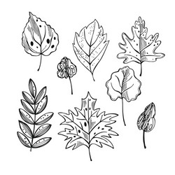 Types of leaf outline leaves different Royalty Free Vector
