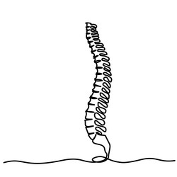Chiropractor spine continuous one line drawing Vector Image