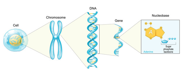 X and Chromosome Vector Images (over 270)
