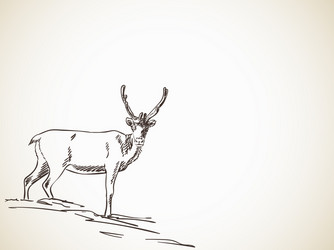 Deer Front View Vector Images (over 210)