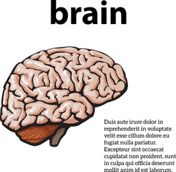 Brain anatomy color scheme Royalty Free Vector Image