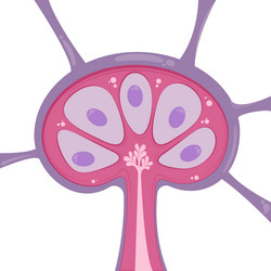 Lymph node Royalty Free Vector Image - VectorStock