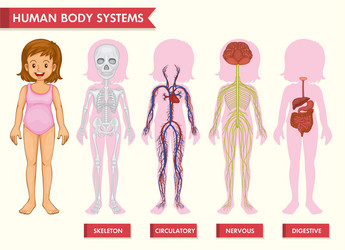 Body Systems Vector Images (over 39,000)