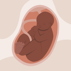 Placenta Cartoon Vector Images (over 110)