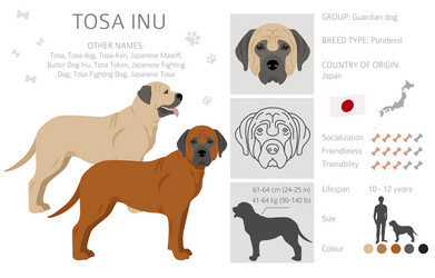 Tosa inu clipart different poses coat colors set Vector Image