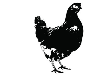 Hen Vector Images (over 35,000)