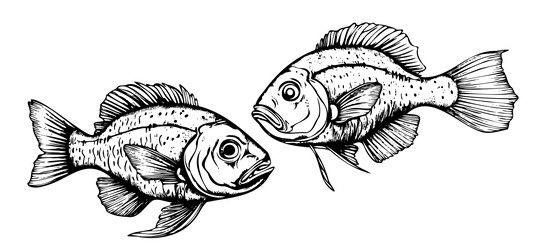 Freshwater Fish Drawing Vector Images (over 3,600)