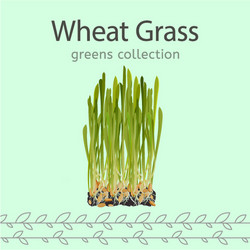 Wheatgrass icon in flat style on white background Vector Image