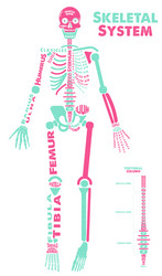 Skeletal system poster didactic board of anatomy Vector Image