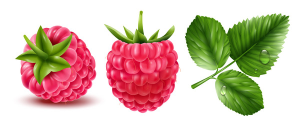 Realistic red raspberries with green leaves Vector Image