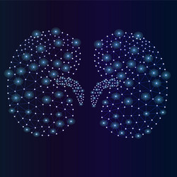 Abstract kidney anatomy Royalty Free Vector Image