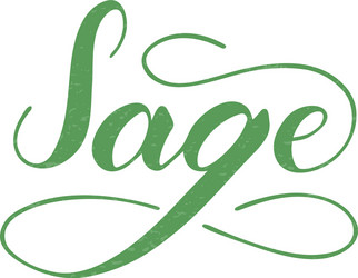 Hand written sage text isolated on white Vector Image