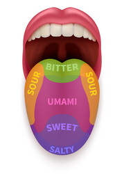 Taste bud and papillae tongue basic Royalty Free Vector