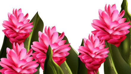 Red ginger flower Royalty Free Vector Image - VectorStock