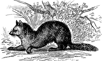 Sneaking Vector Images (over 1,600)