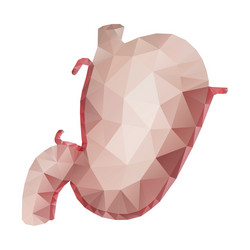 Realistic Stomach Vector Images (over 740)