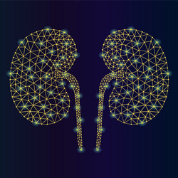 Abstract kidney anatomy Royalty Free Vector Image
