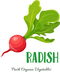 Radish with leaves isolated on white Royalty Free Vector