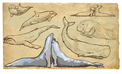 Sea cow Royalty Free Vector Image - VectorStock